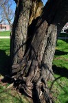 Jackson's Hanging Tree in Danger - Cape Girardeau History and Photos