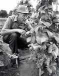 L.V. Steinhoff, My Dad - Cape Girardeau History and Photos