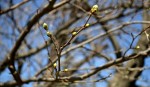 Hanging Tree Hanging On - Cape Girardeau History and Photos