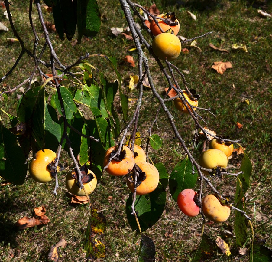 Good Persimmon Season - Cape Girardeau History and Photos