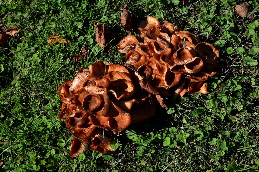 The Lithium Spring - Cape Girardeau History and Photos