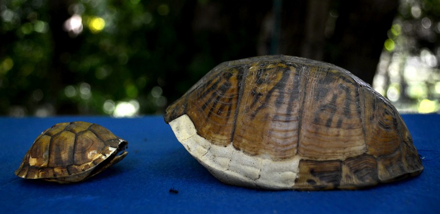 Turtles: A Shell of a Story - Cape Girardeau History and Photos