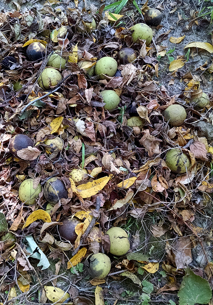 Walnuts Keep Falling on My Head - Cape Girardeau History and Photos