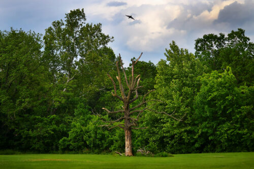 Cape Girardeau History and Photos - Page 20 of 550 - News photos that ...